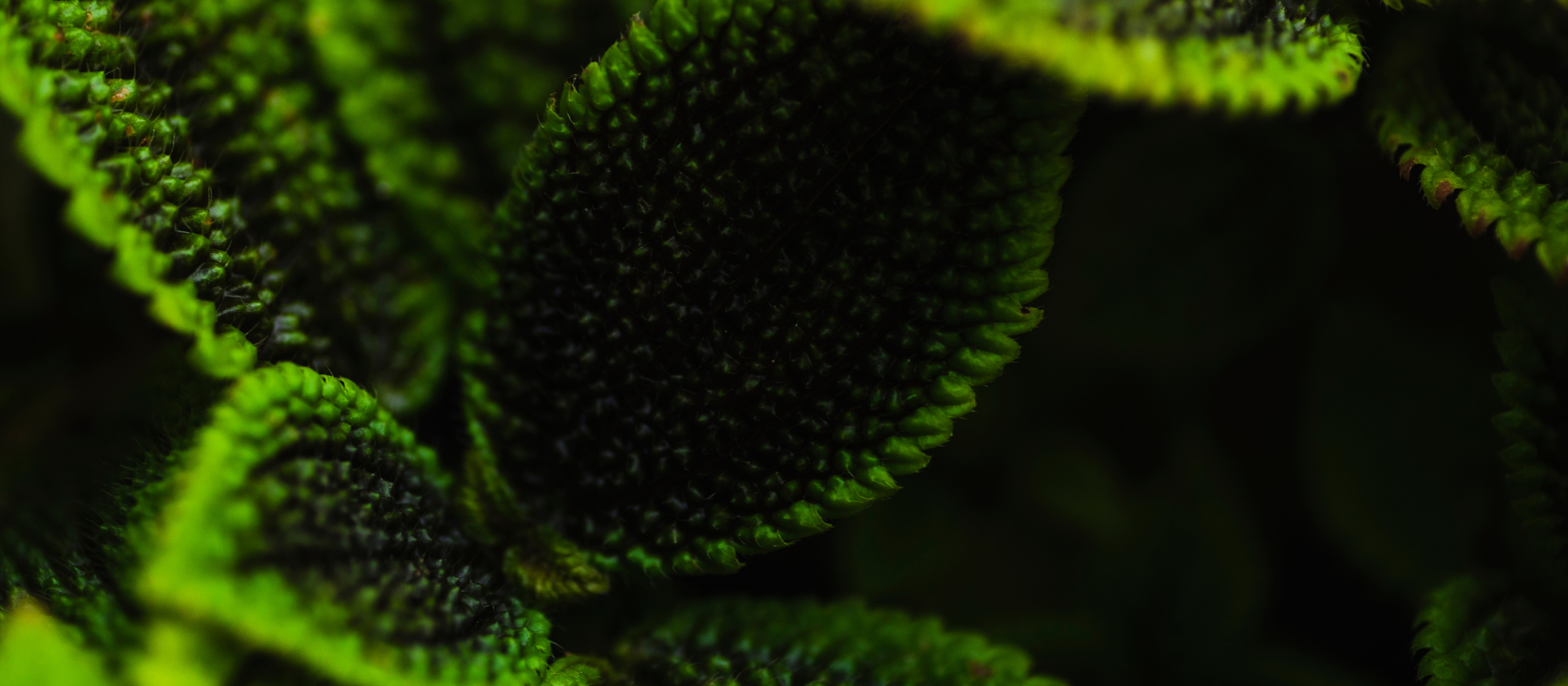 2024 Sapphire ESG Framework & Report